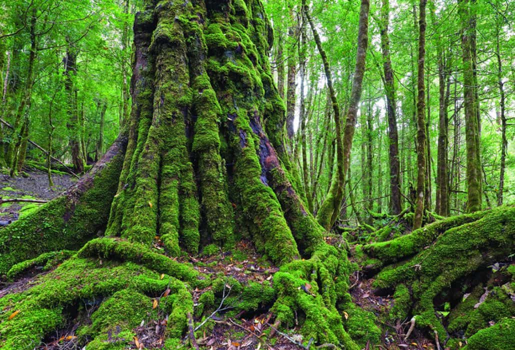42 Astonishing Facts About Rainforests