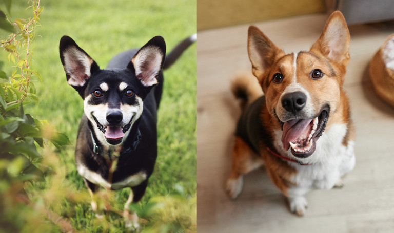 The Weirdest Mixed-Breed Dogs Ever