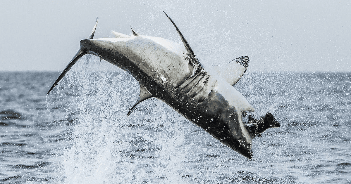 Deep Facts About The Oceans - Factinate