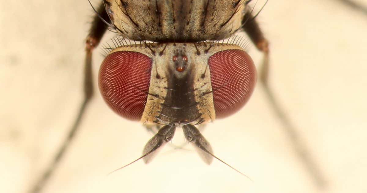 Disgusting But Interesting Facts - Factinate