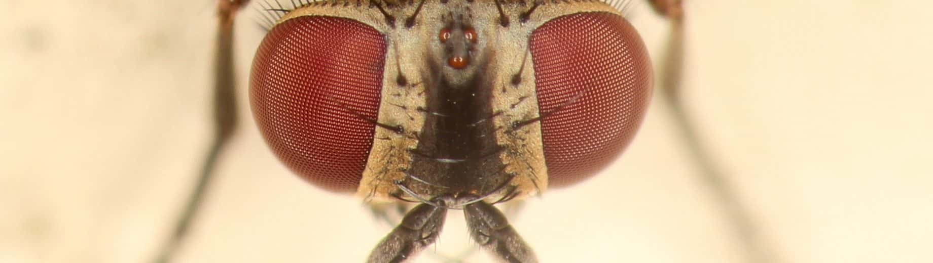 Disgusting But Interesting Facts - Factinate