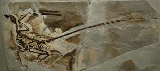 Facts About Dinosaurs - Factinate