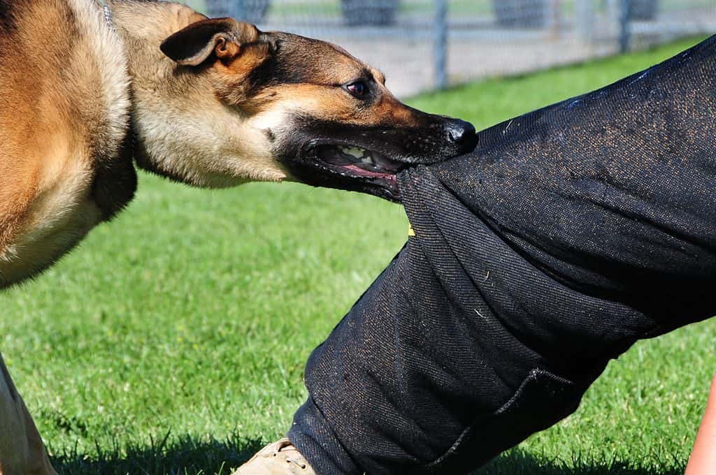 Pawesome Facts About Dogs - Factinate