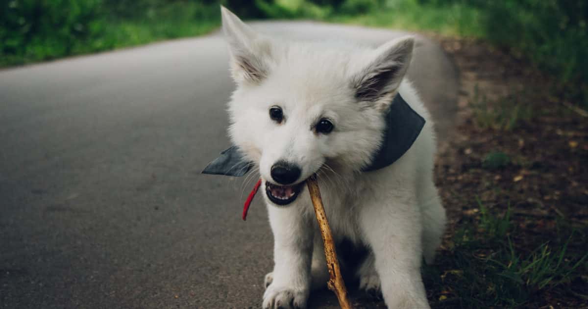 Pawesome Facts About Dogs - Factinate