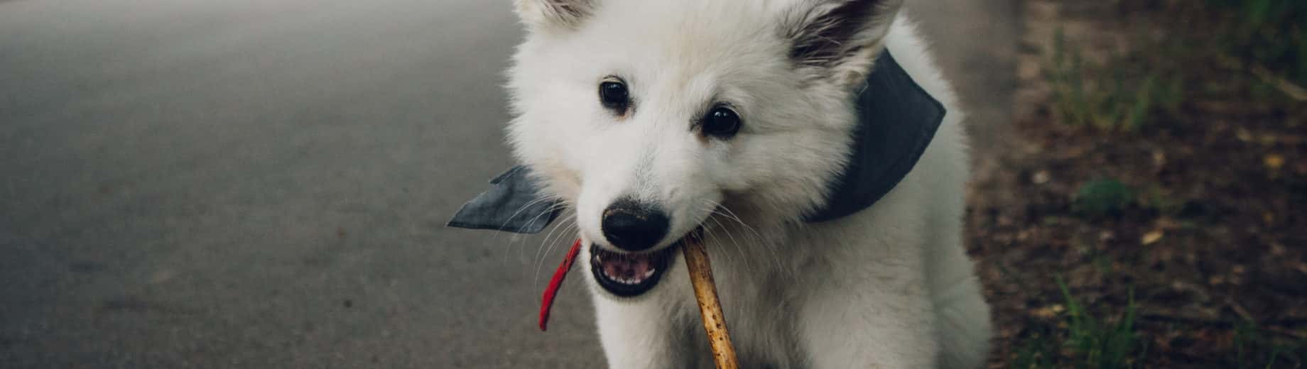 Pawesome Facts About Dogs - Factinate