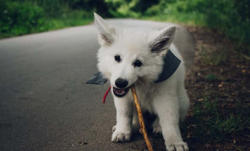 Pawesome Facts About Dogs - Factinate