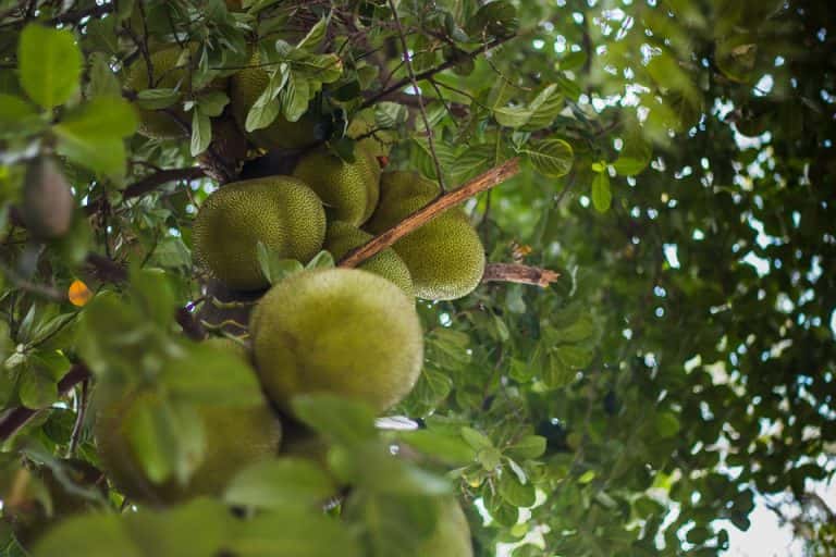 Juicy Facts About Fruit