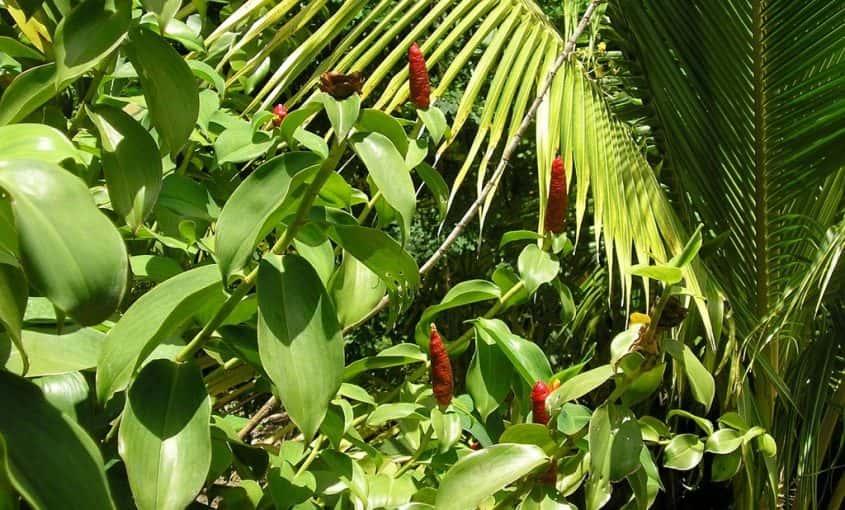 Astonishing Facts About Rainforests - Factinate