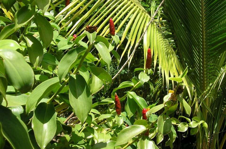 Astonishing Facts About Rainforests - Factinate