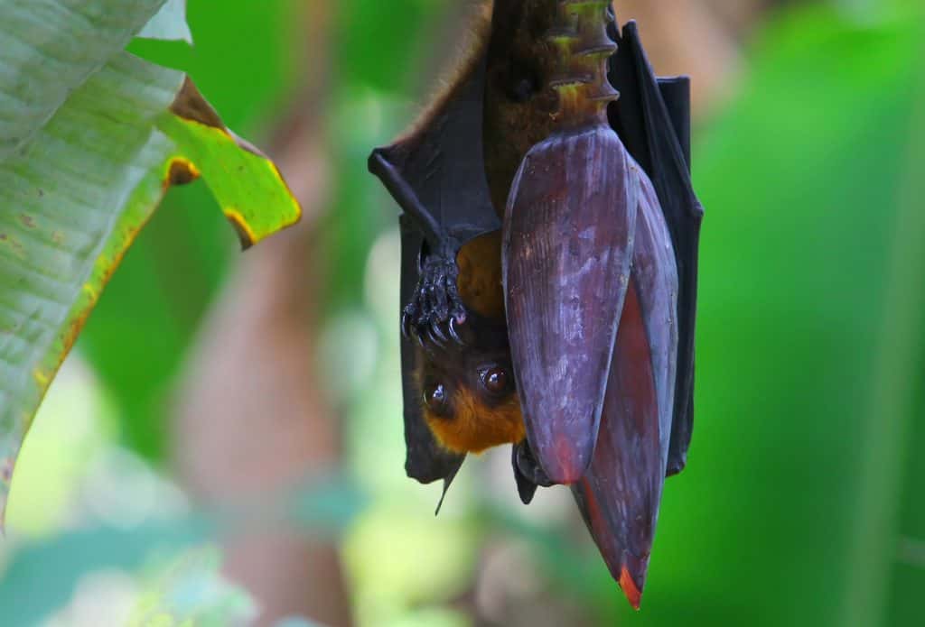 Facts About Obscure Animals