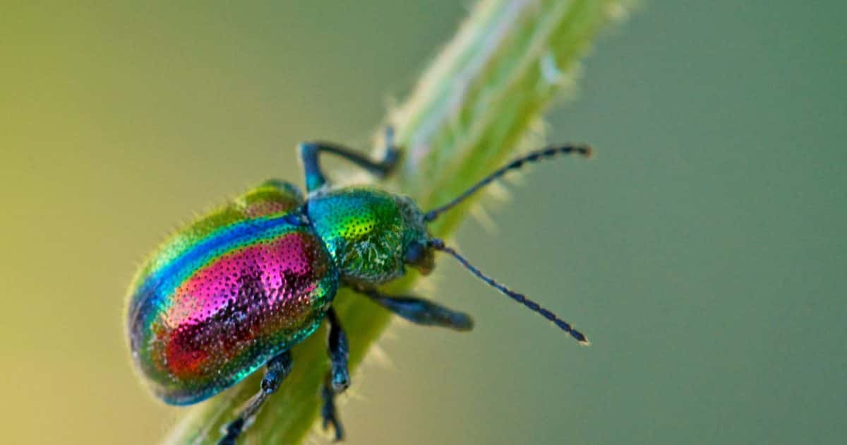 Facts About Bug Infestations - Factinate