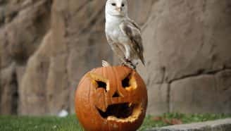 Strange Facts About Halloween - Factinate