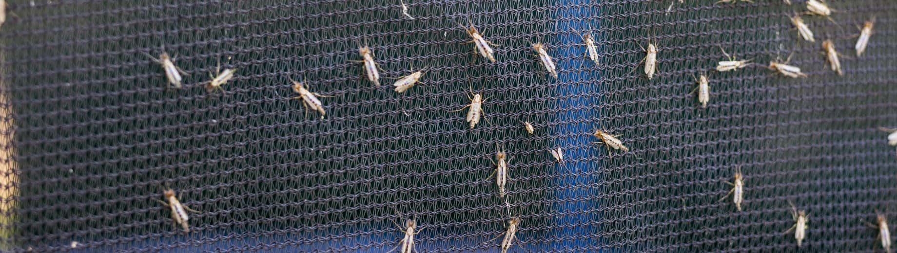 Facts About Bug Infestations - Factinate