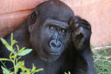 Heartwarming Facts About Koko, The Gorilla Who Knew Sign Language