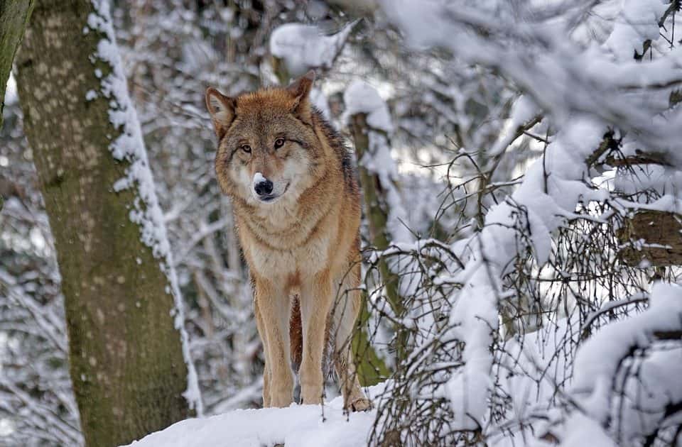 Marauding Facts About Remus Lupin - Factinate