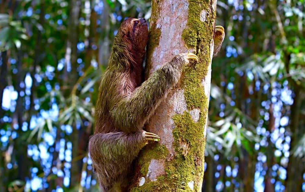 Slow Facts About Sloths - Factinate