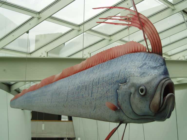 Terrifying Ocean Facts That Will Make You Re-think Ever Swimming Again