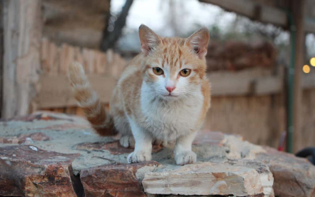 Insanely Obscure Facts That Only Trivia Legends Will Know