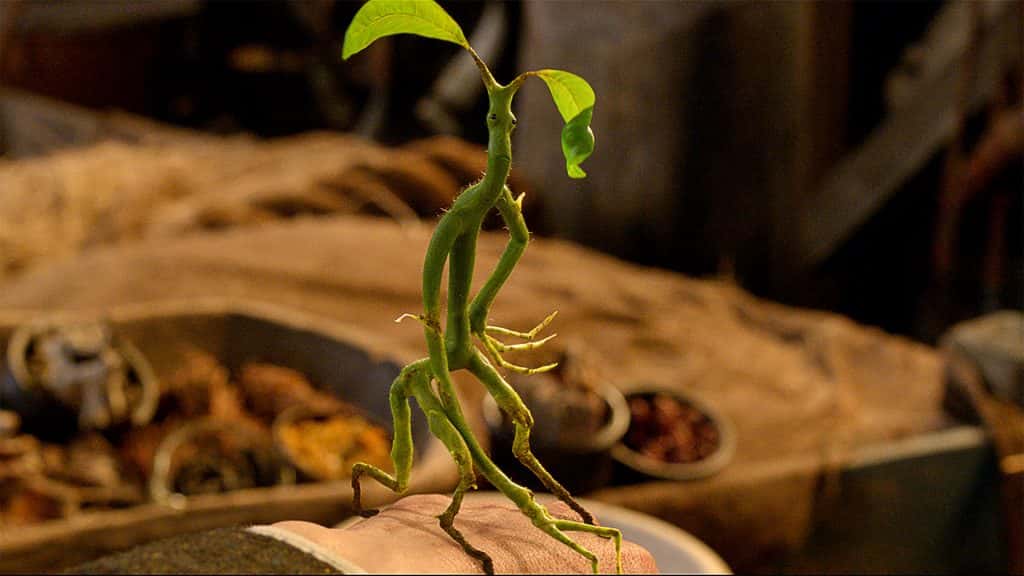 24 Fascinating Facts About The Magical Creatures of Harry Potter