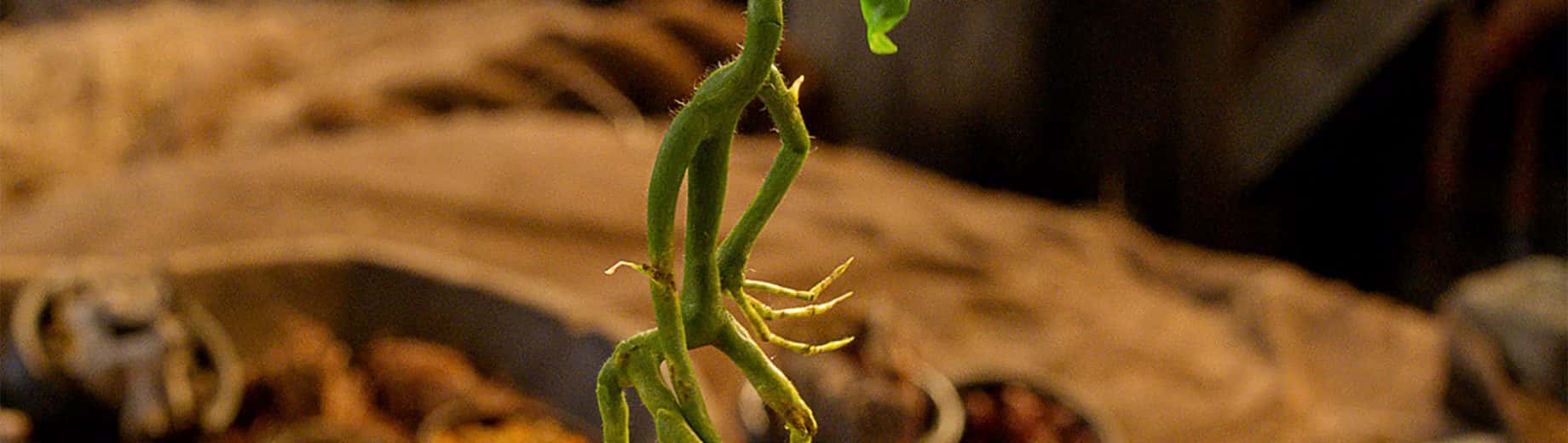 24 Fascinating Facts About The Magical Creatures of Harry Potter ...