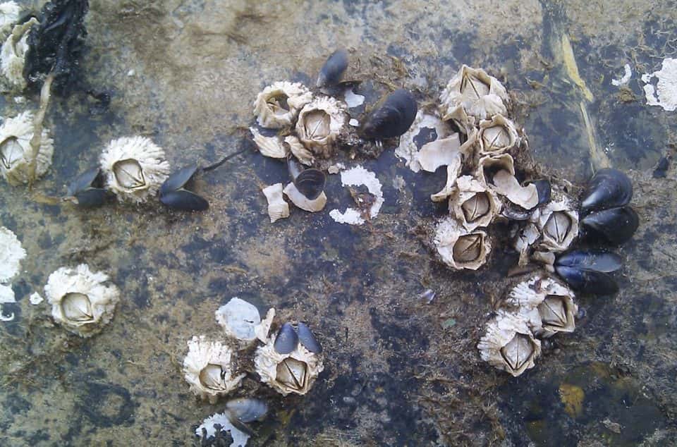 41 Facts About The Weird And Wonderful World Of Animal Romance - Factinate