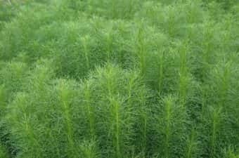 Precocious Facts About Roald Dahl’s Matilda - Factinate