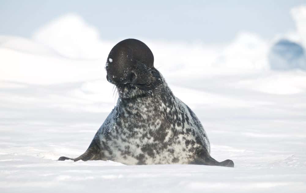 41 Facts About The Weird And Wonderful World Of Animal Romance - Factinate