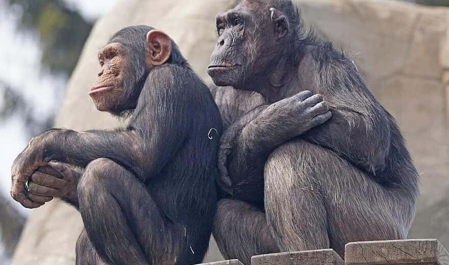 Heartfelt Facts About Friendship - Factinate