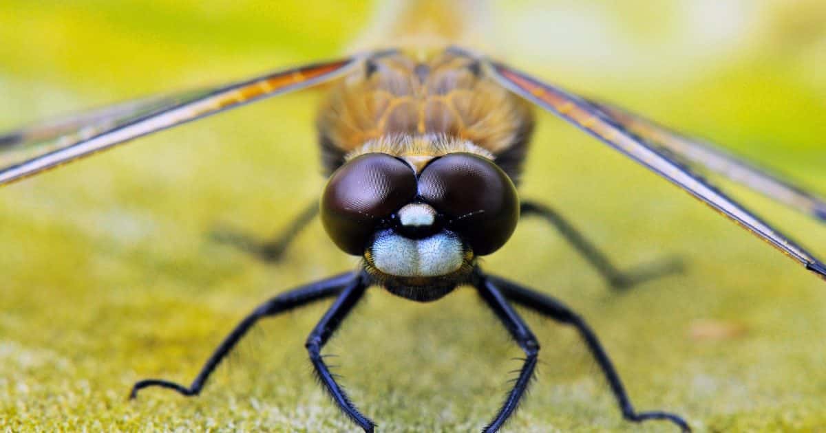 Disgusting But Interesting Facts - Factinate