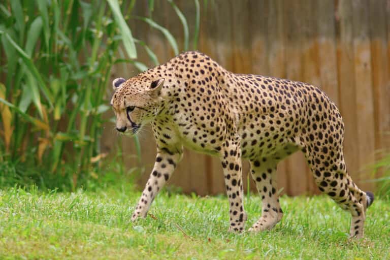 Insanely Obscure Facts That Only Trivia Legends Will Know