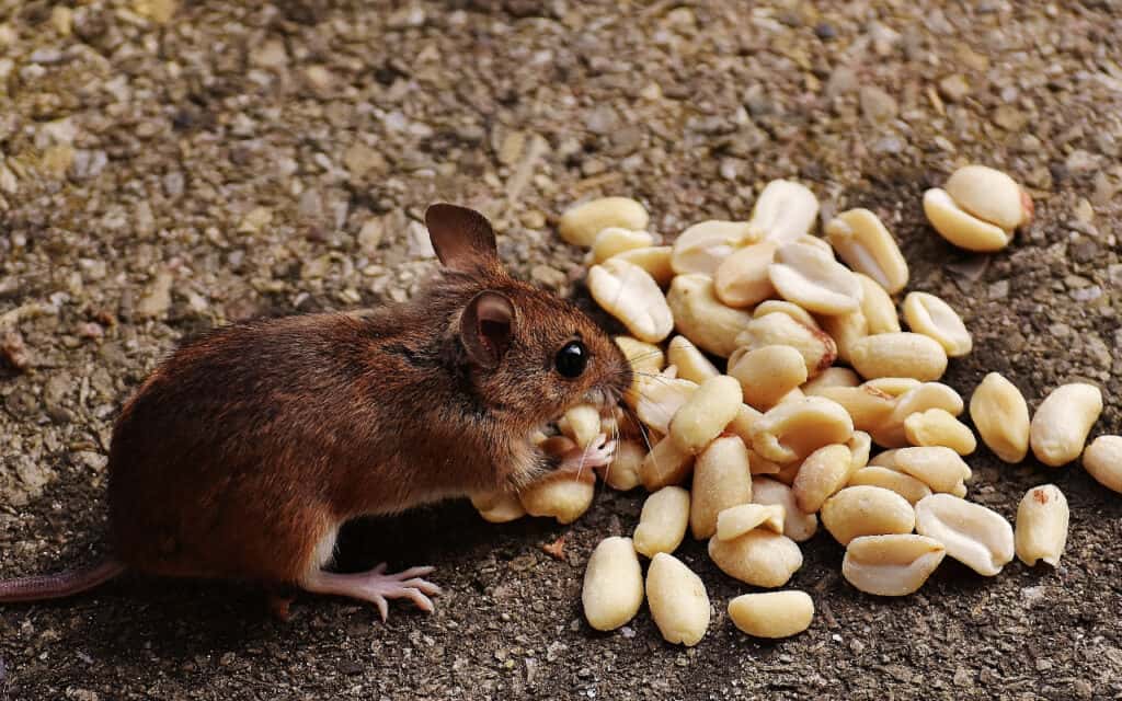 Horrifying Facts About Hoarders