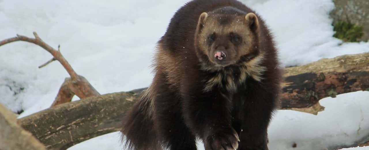 Indestructible Facts About Wolverine - Factinate