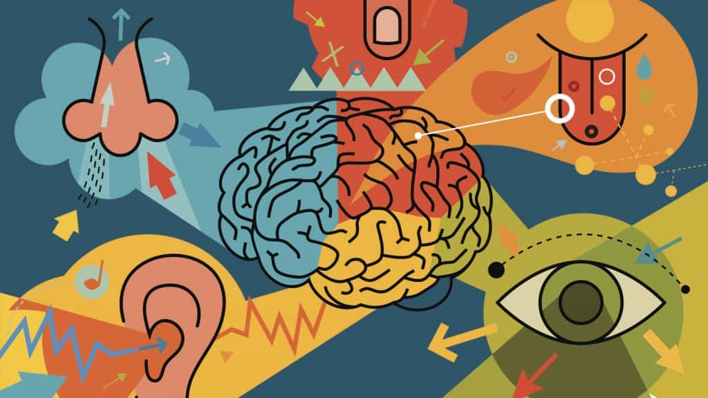 42 Sensational Facts About The Senses