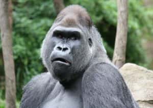 Heartwarming Facts About Koko, The Gorilla Who Knew Sign Language