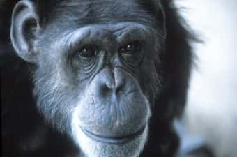 Heartwarming Facts About Koko, The Gorilla Who Knew Sign Language