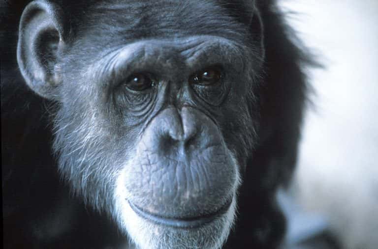 Heartwarming Facts About Koko, The Gorilla Who Knew Sign Language