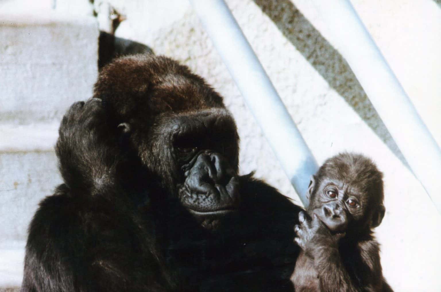 Heartwarming Facts About Koko, The Gorilla Who Knew Sign Language