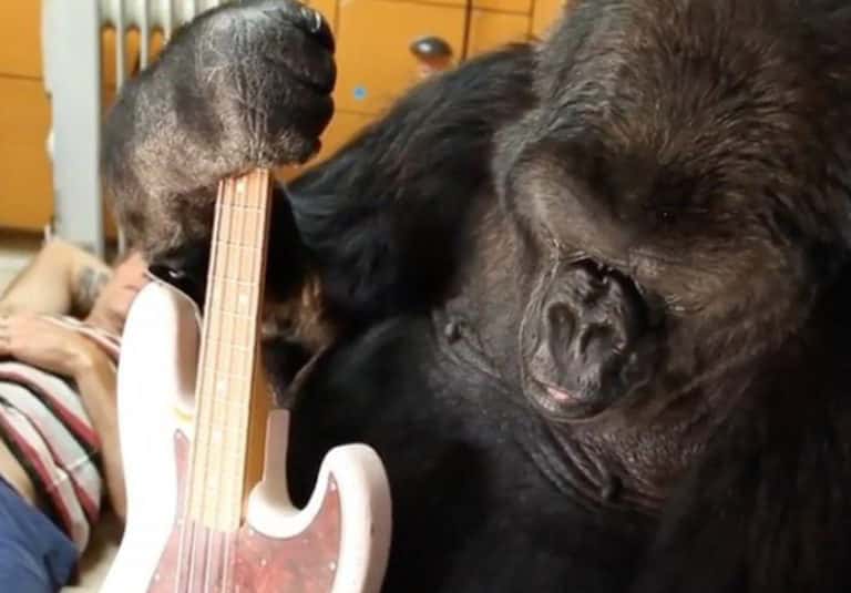 Heartwarming Facts About Koko, The Gorilla Who Knew Sign Language