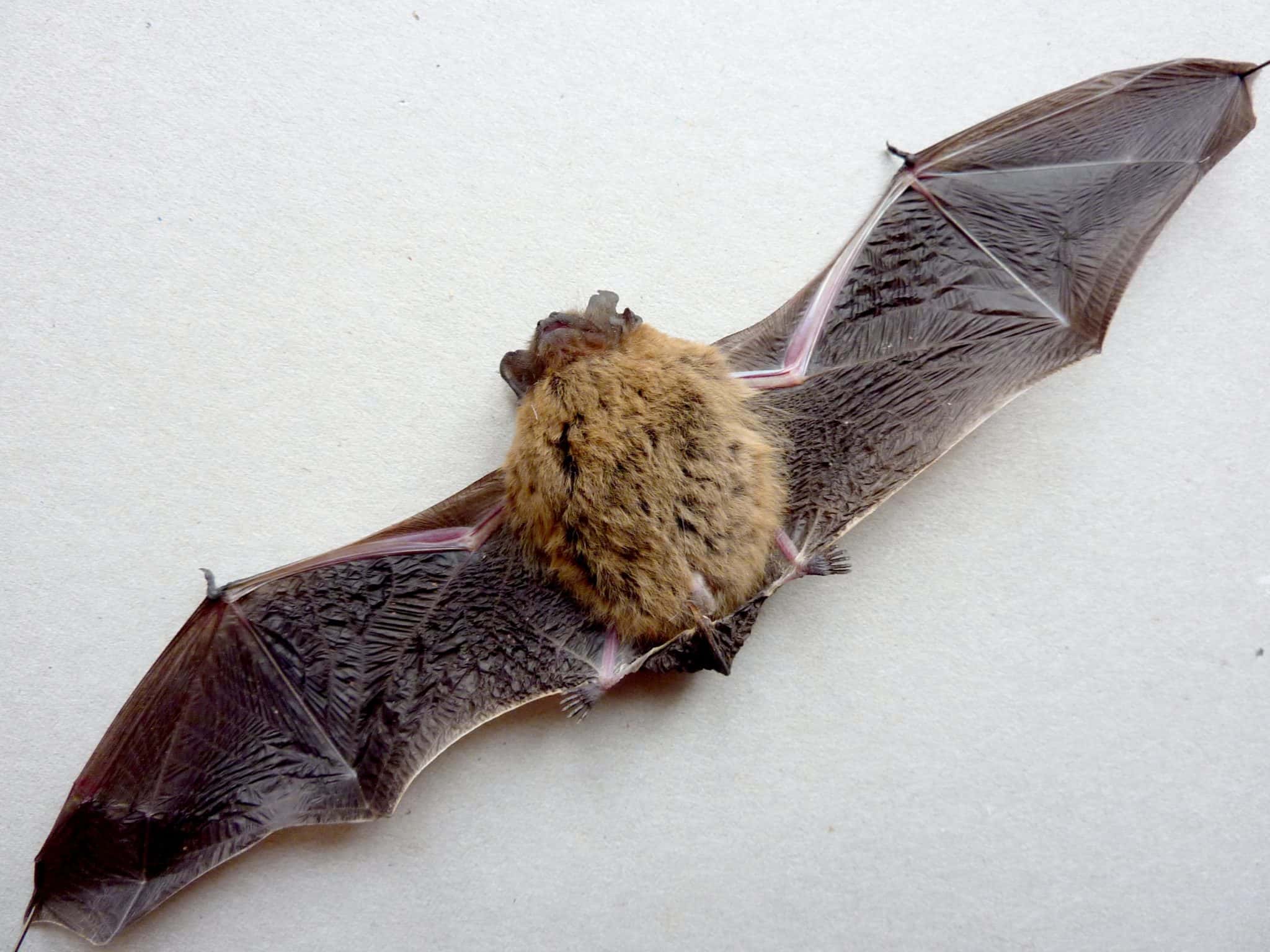 Terrifying Facts About The Real-Life Origins of Monsters