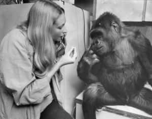 Heartwarming Facts About Koko, The Gorilla Who Knew Sign Language