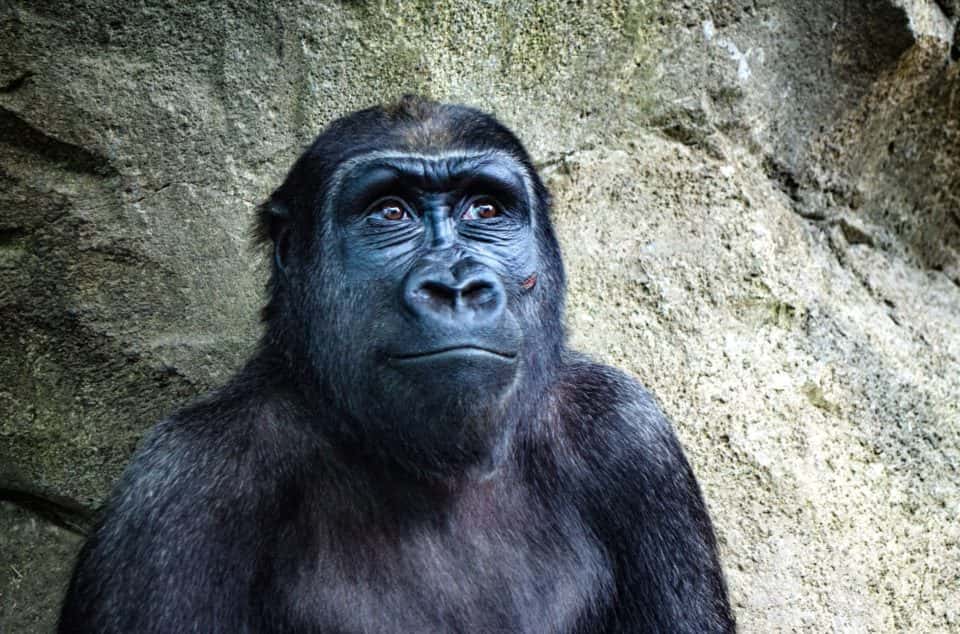 Heartwarming Facts About Koko, The Gorilla Who Knew Sign Language
