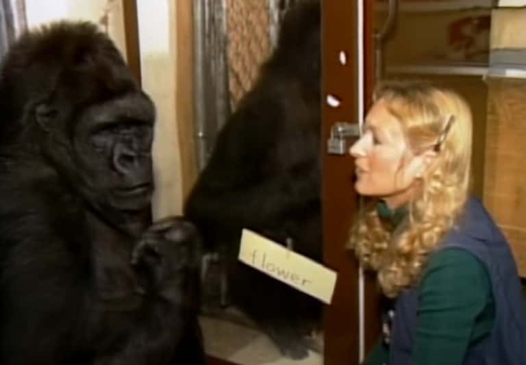Heartwarming Facts About Koko, The Gorilla Who Knew Sign Language