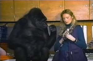 Heartwarming Facts About Koko, The Gorilla Who Knew Sign Language