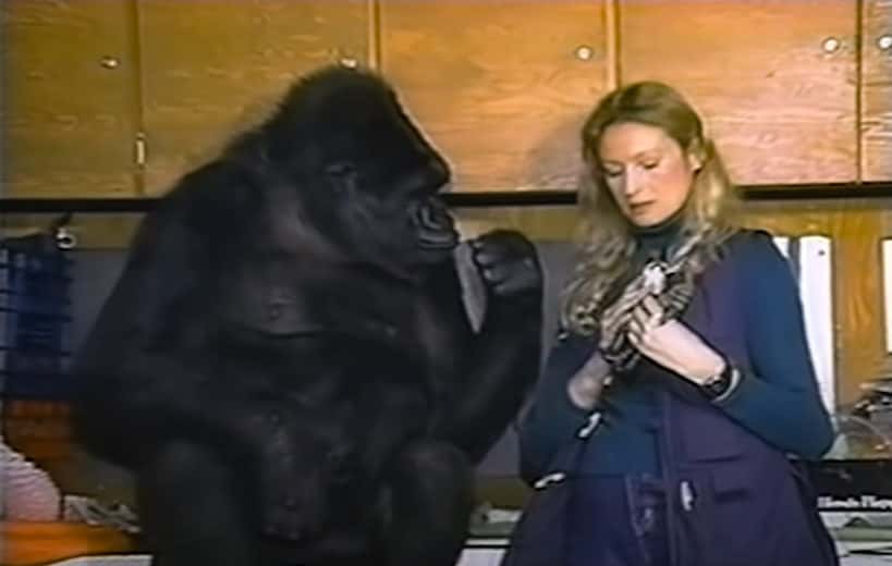 Heartwarming Facts About Koko, The Gorilla Who Knew Sign Language ...