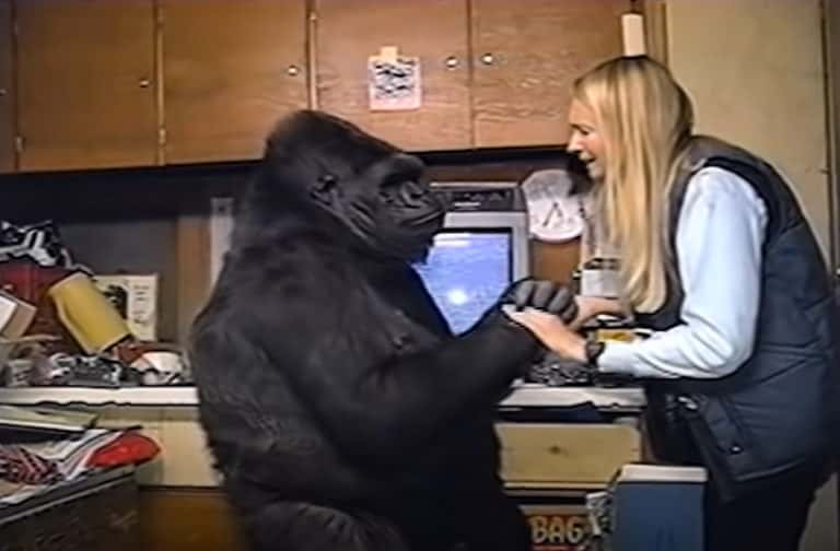 Heartwarming Facts About Koko, The Gorilla Who Knew Sign Language