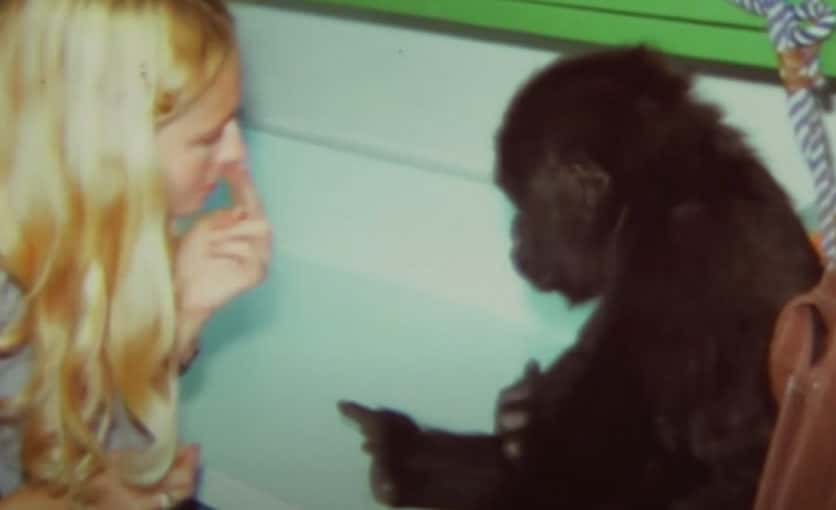 Heartwarming Facts About Koko, The Gorilla Who Knew Sign Language ...