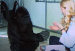 Heartwarming Facts About Koko, The Gorilla Who Knew Sign Language