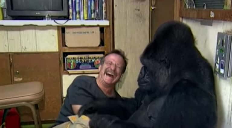 Heartwarming Facts About Koko, The Gorilla Who Knew Sign Language