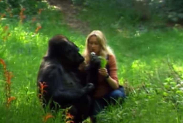 Heartwarming Facts About Koko, The Gorilla Who Knew Sign Language