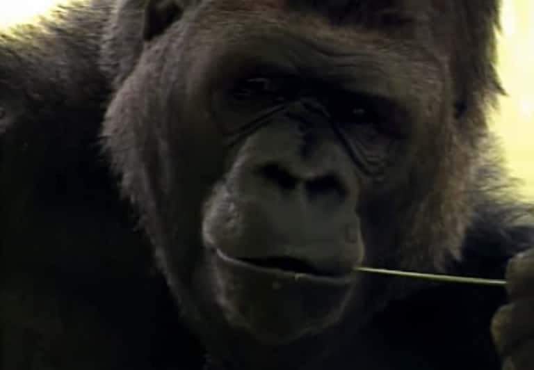 Heartwarming Facts About Koko, The Gorilla Who Knew Sign Language